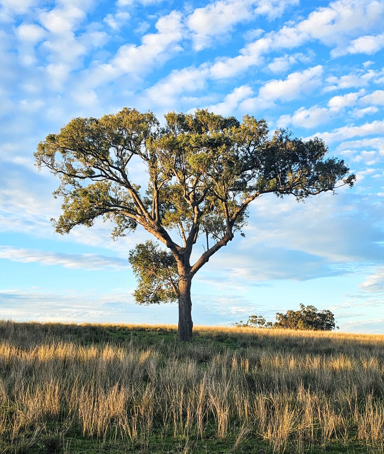 Entering an Alternate Reality — an Aussie Vedic Meditation - One ...
